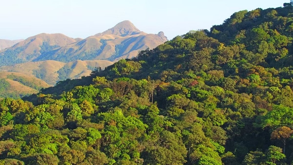 Karnataka’s Deemed Forests: New Panel to Finalize Mapping by September
