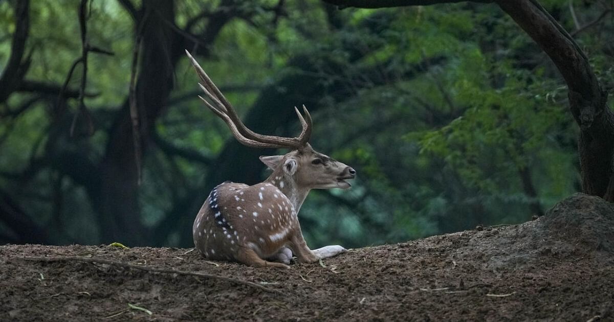 Andhra Pradesh forest officials arrest man for allegedly slaughtering ... Andhra Pradesh forest officials arrest man for allegedly slaughtering ...