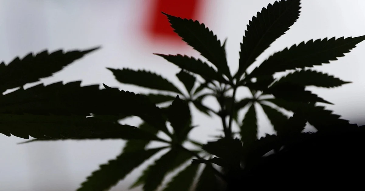 Genomic analysis uncovers gene variants linked to cannabis use disorder ... Genomic analysis uncovers gene variants linked to cannabis use disorder ...