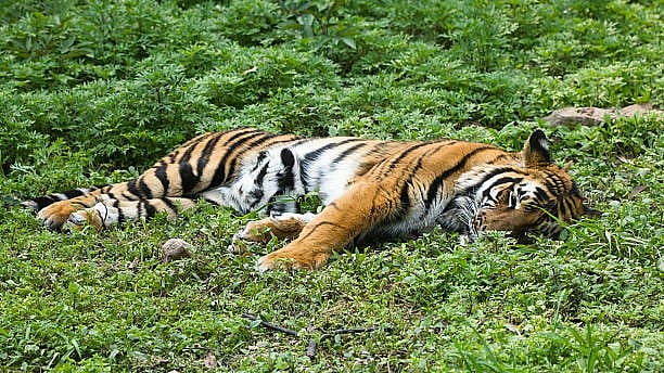 Nilgiris Tiger Death: Tiger found dead in Nilgiris district in Tamil Nadu