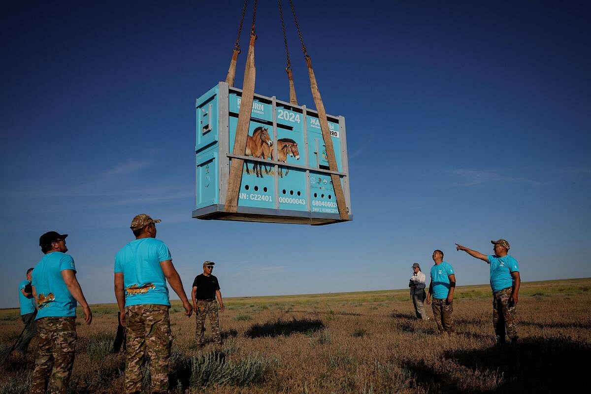 World's last wild horses return home to Kazakhstan's Golden Steppe ...