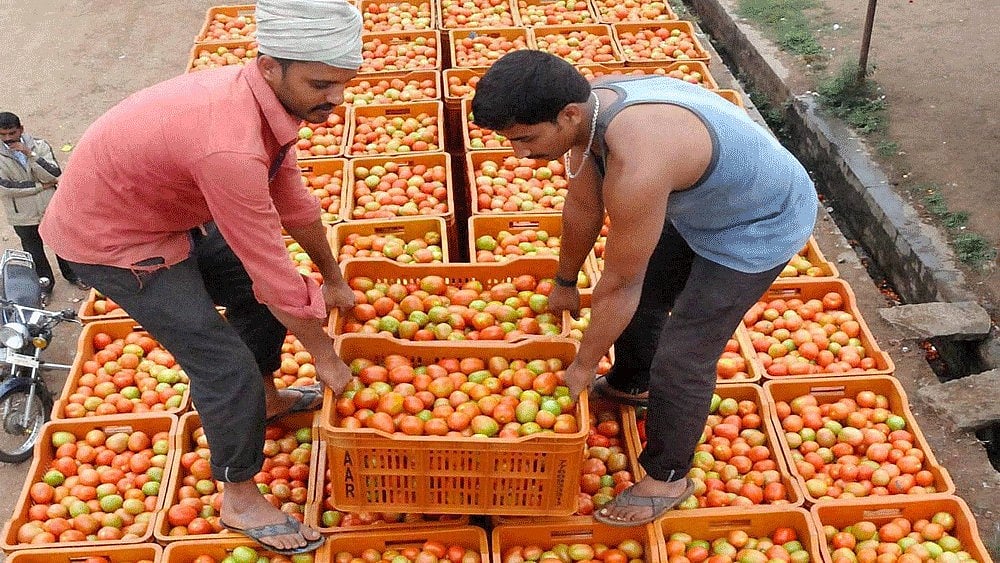 As tomato prices soar over Rs 80/kg, ICAR's hybrids offer hope for ...