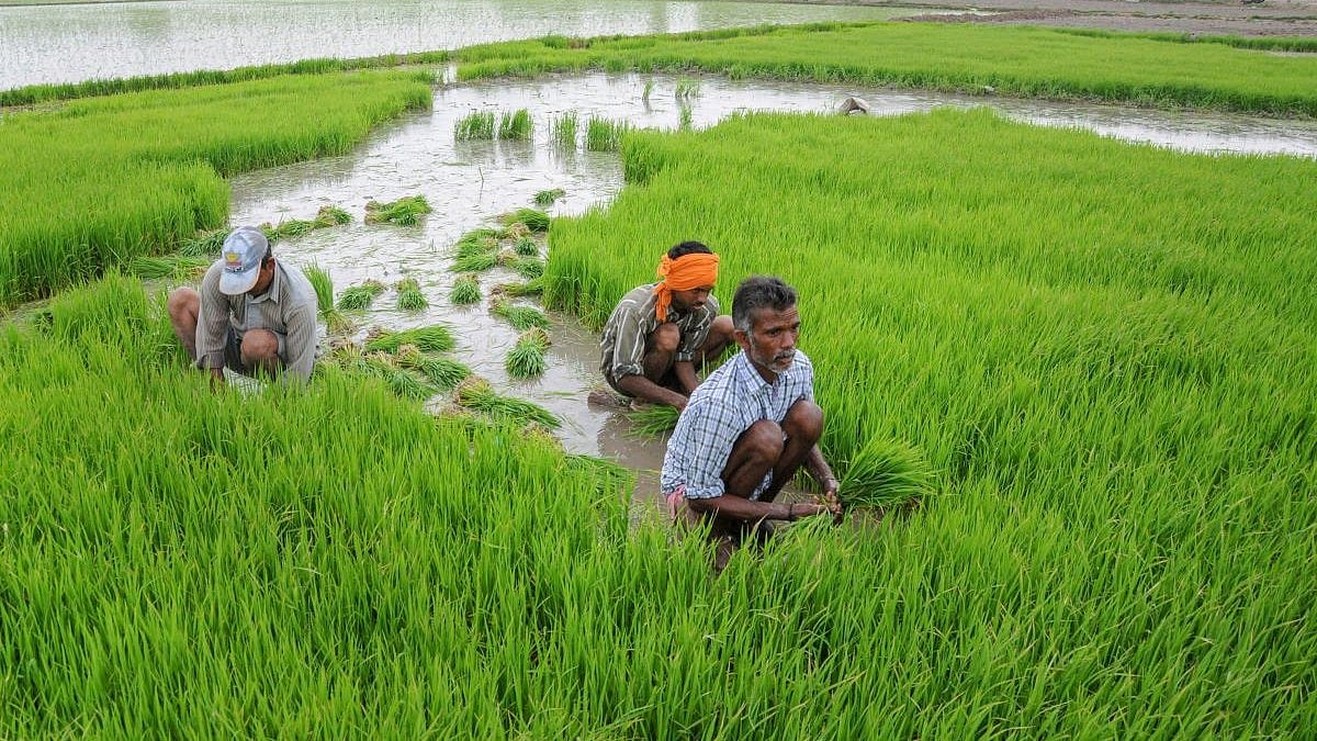 86% of Jarkhand's arable land for paddy cultivation lying fallow due to ...