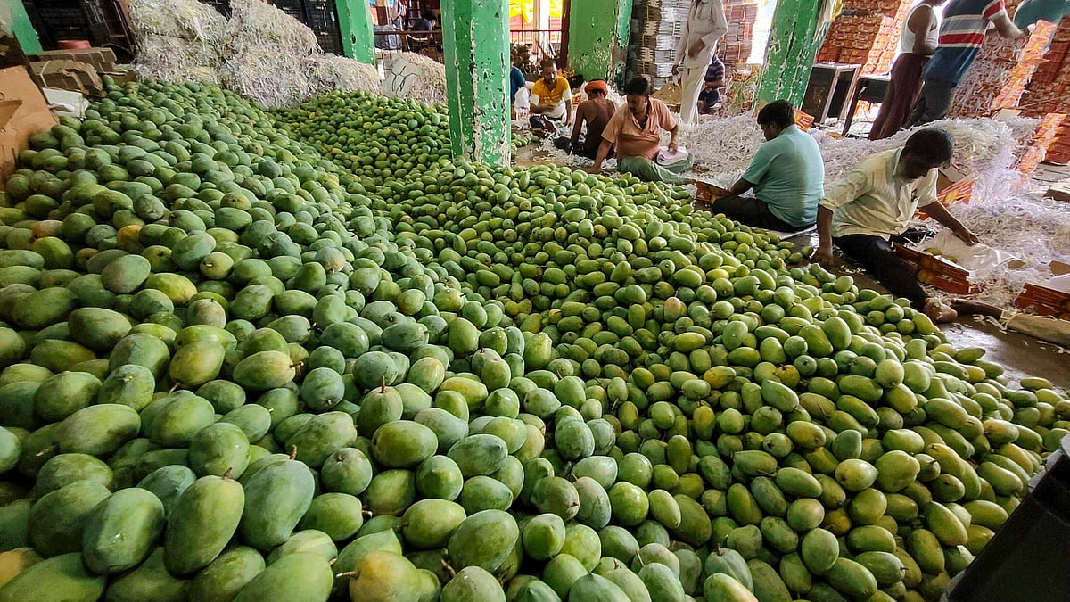West Bengal's Malda mango exports hit, sellers getting better prices in ...