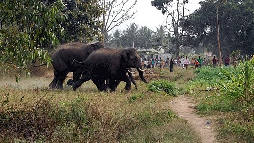 Locals hold massive protest in Wayanad over elephant attack, call off ...