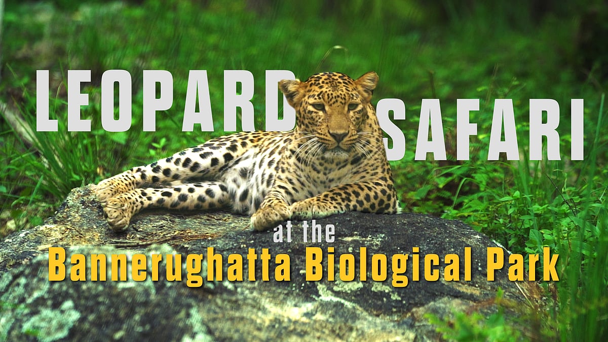 Leopard safari at the Bannerghatta Biological Park in Bengaluru