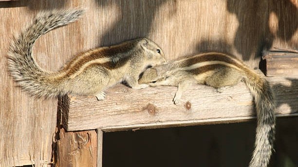 A scurry of squirrels