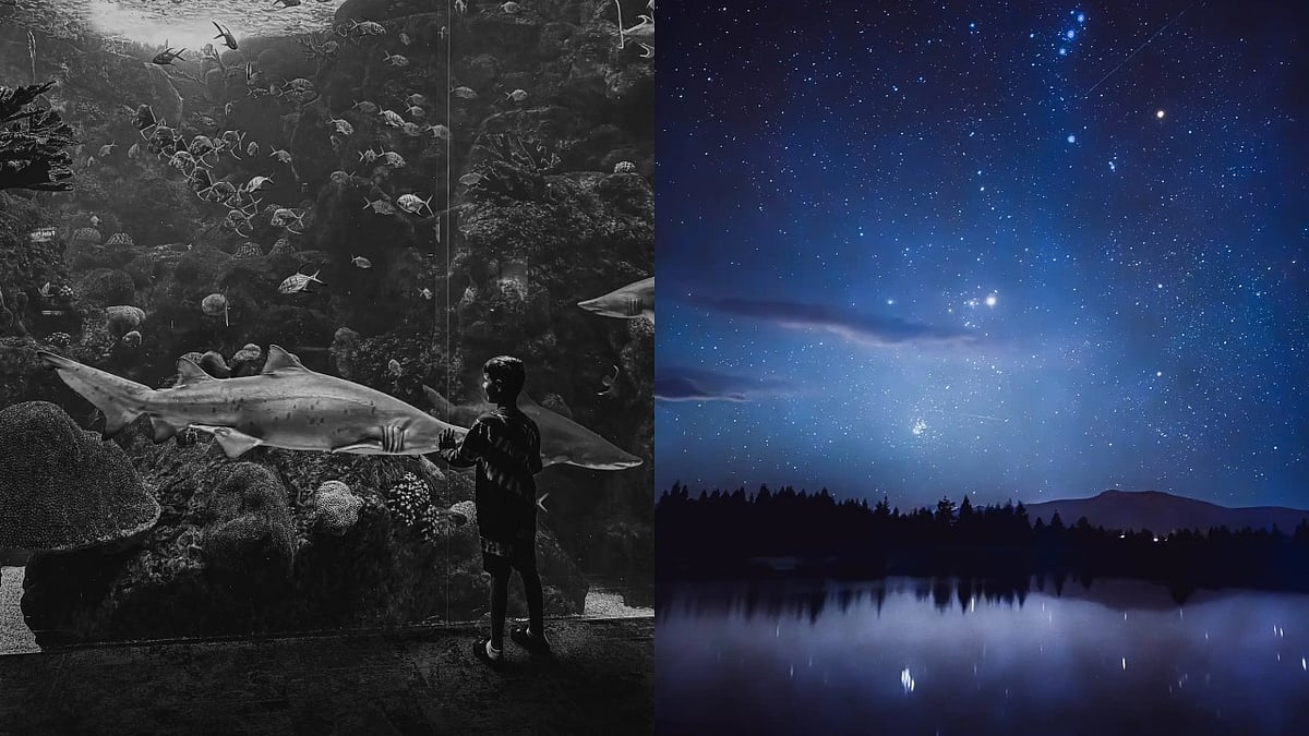 IPPAWARDS 2024: Best of the iPhone photography awards