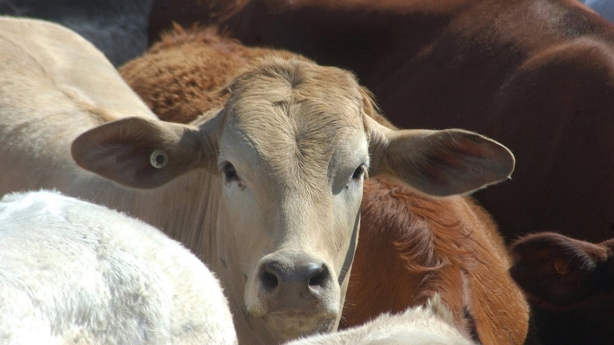 'Ban cow slaughter in 33 days, declare her Rashtra Mata': Seer's ...