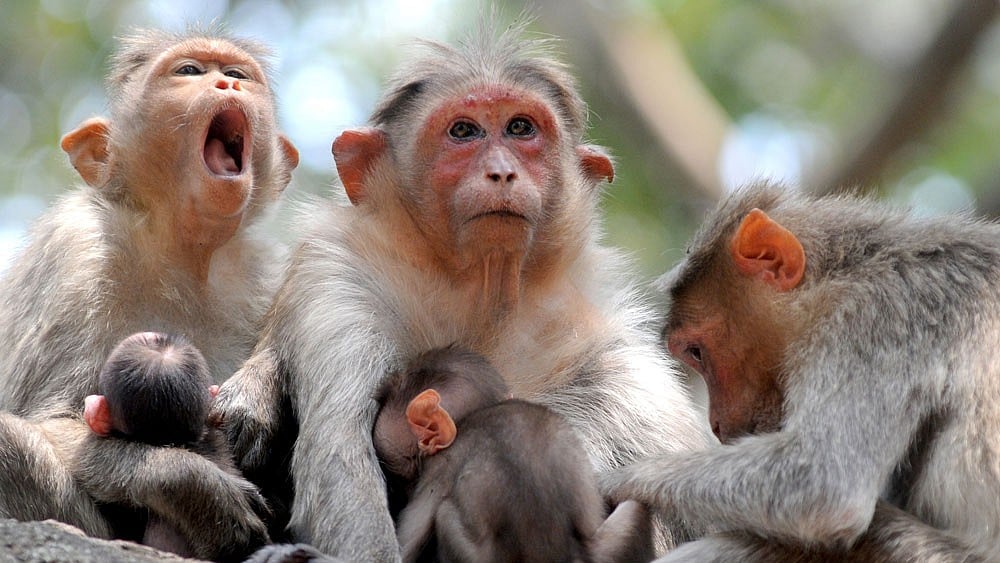 How a monkey 'mischief' caused power outage across Sri Lanka