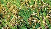 Rice production to touch record high, says Centre