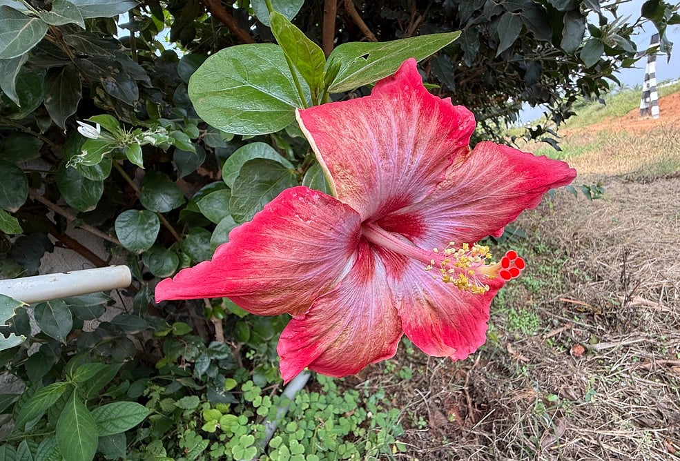 Apple iPhone 16 Pro Max: Key camera features you should know