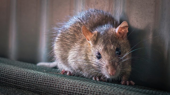 10-year-old cancer patient bitten by rat at government hospital in ...