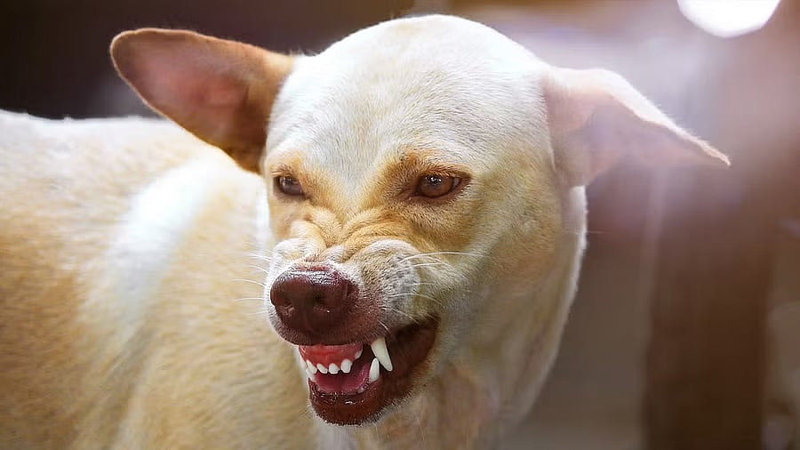 After wolves, stray dogs attack UP's Bahraich villagers; kill child ...