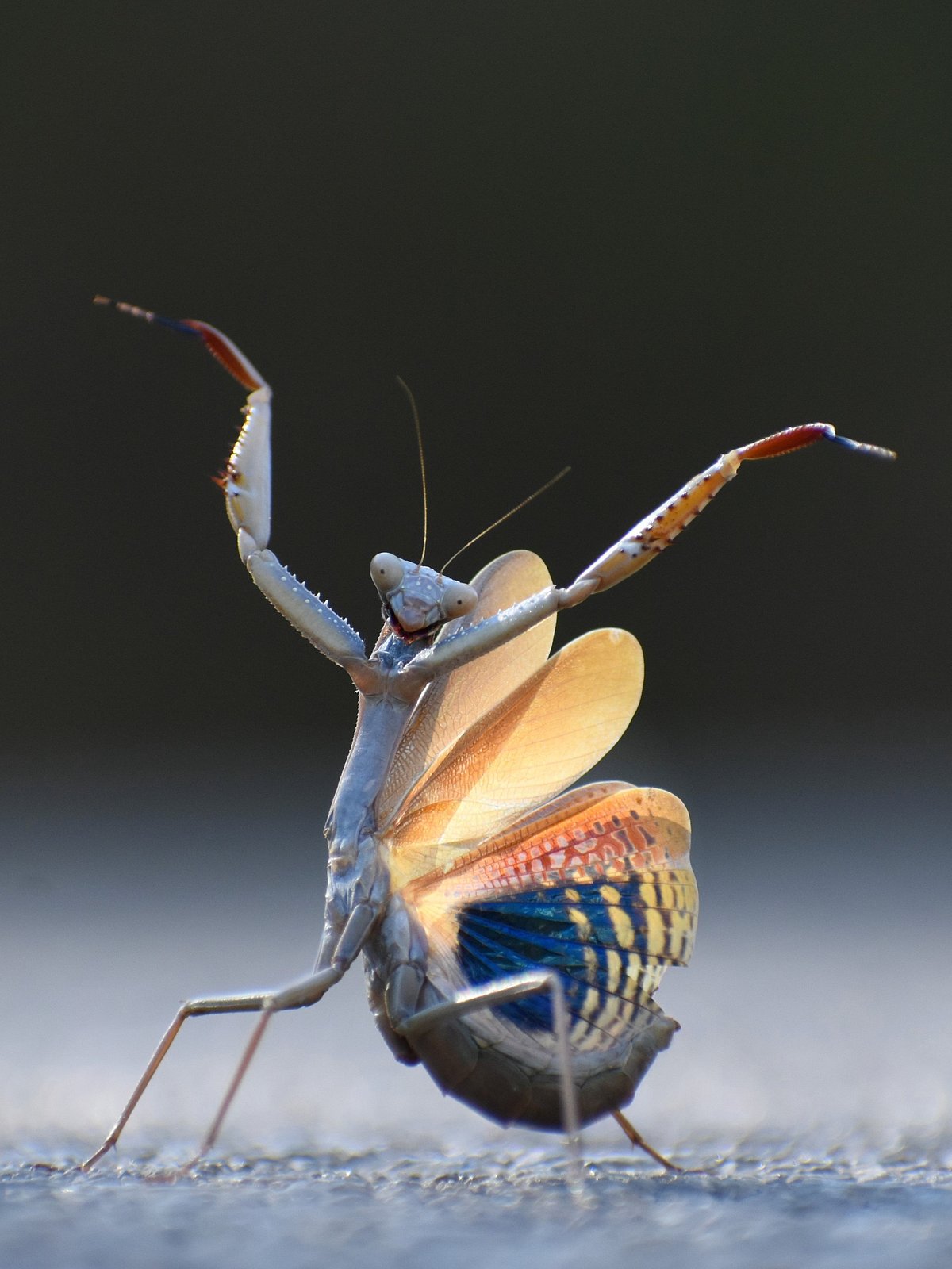 Comedy Wildlife Photo Awards 2024 unveils rib-tickling winning images ...