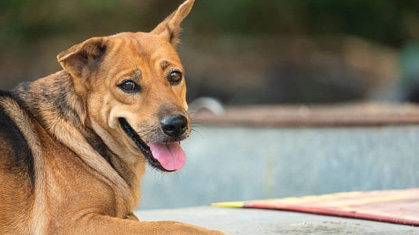 Argument over pet dog turns violent; man injured