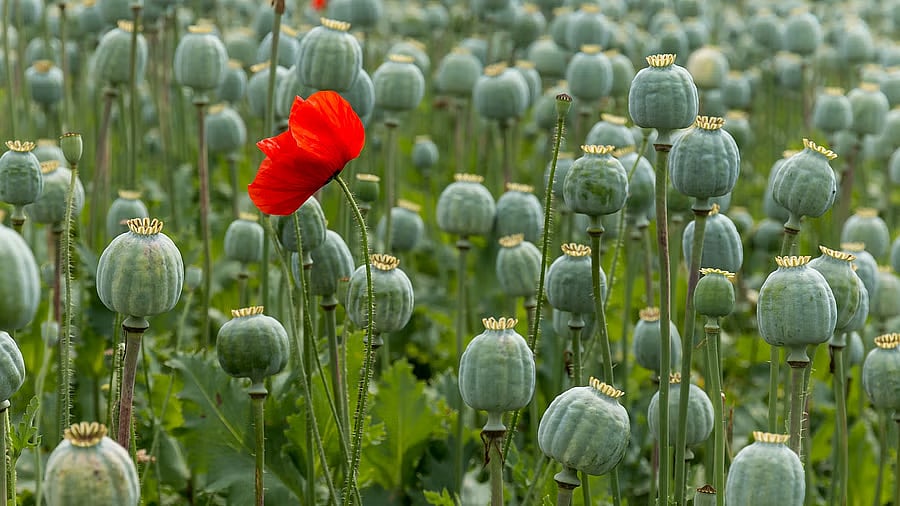 Five acres of illicit poppy cultivation destroyed in Manipur