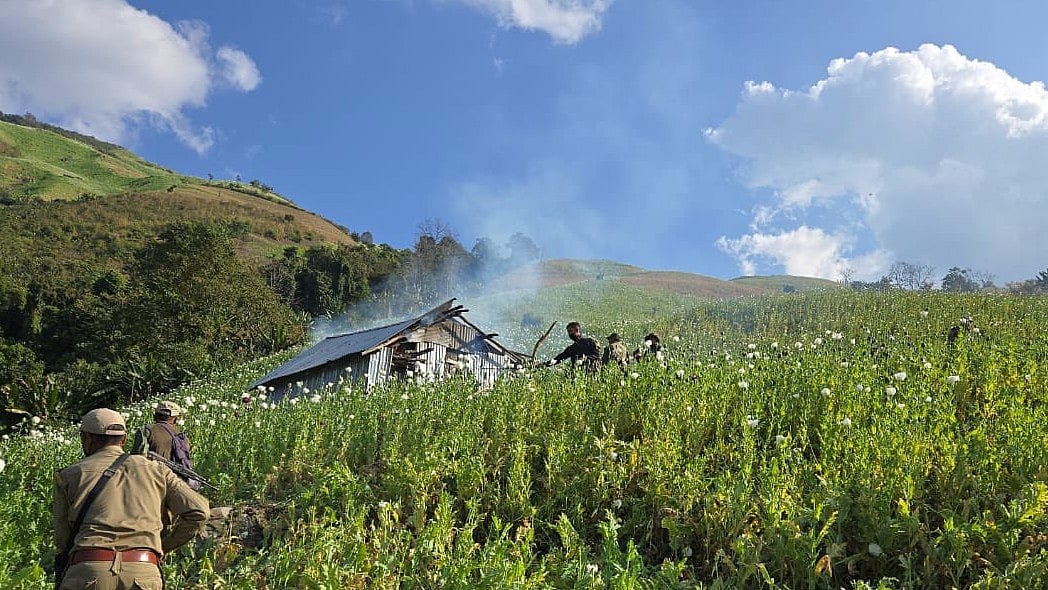 Over 25 acres of illegal poppy cultivation destroyed in Manipur's ...