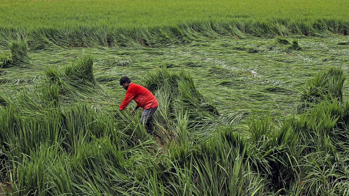 Necessary to preserve existing paddy fields for food security, groundwater: Kerala govt
