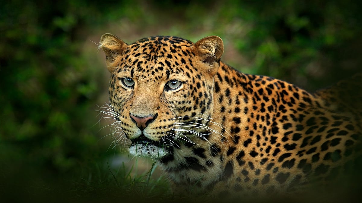 Leopard kills woman collecting fodder in UP's Bijnor forest