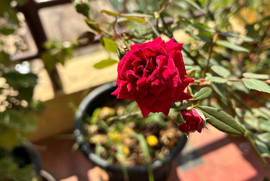 iPhone 16e review: Gateway to Apple's high-walled garden