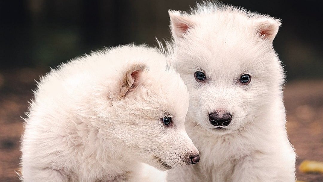 Romulus, Remus & Khaleesi: Scientists 'bring back' dire wolves from ...