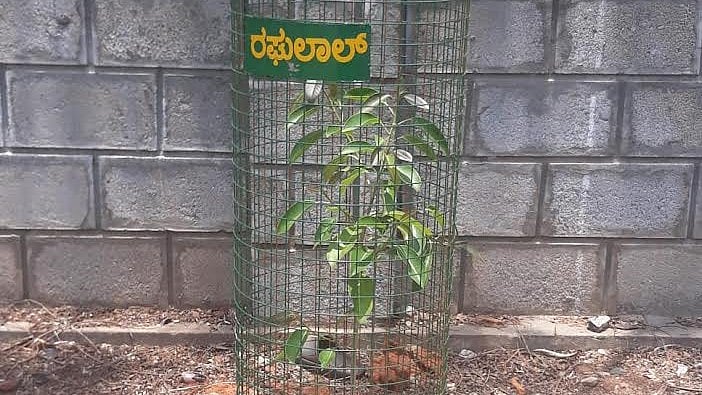 Green Initiatives Tree Awareness: Experts Advocate Tree Fest to Guide ...