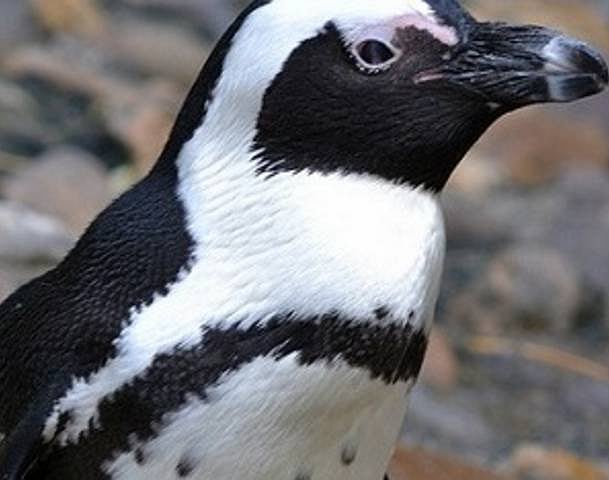 World's 'oldest' penguin turns 36 in UK