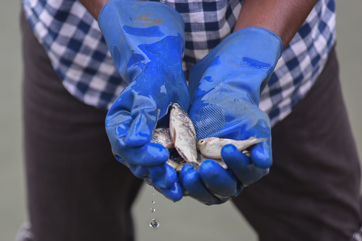 Rising fish yield in Bengaluru lakes sparks biodiversity concerns