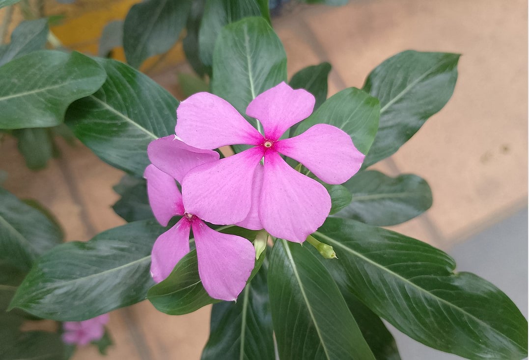 Motorola Moto G14 review: Decent budget phone with good looks