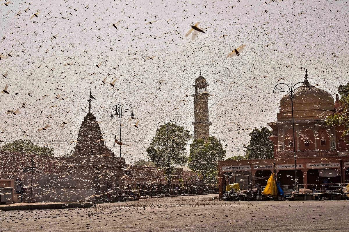In pictures | The rampage of locust swarms