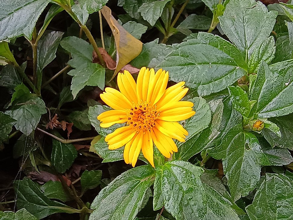 Motorola Moto G54 5G review: Nicely packaged budget phone