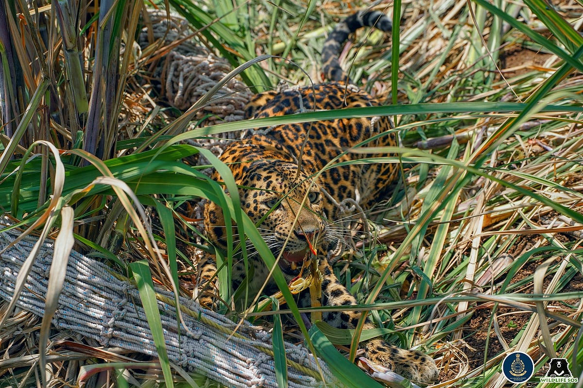 Leopard rescued from net trap in Maharashtra