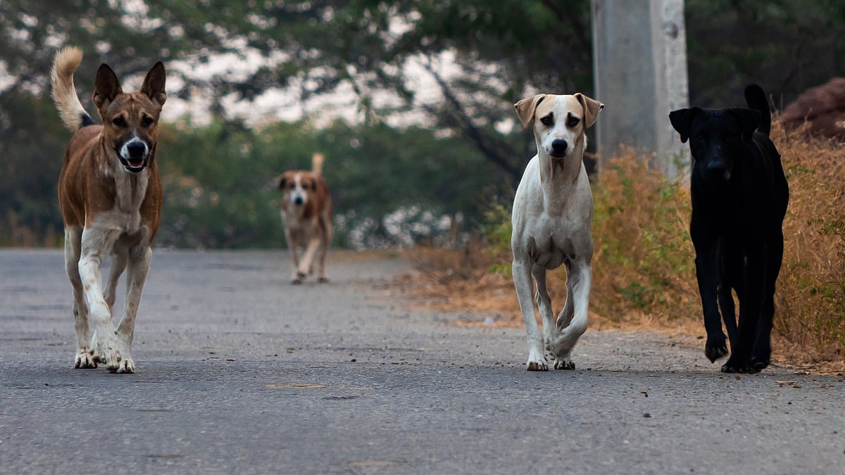 Free-ranging domestic dogs posing threat to wildlife