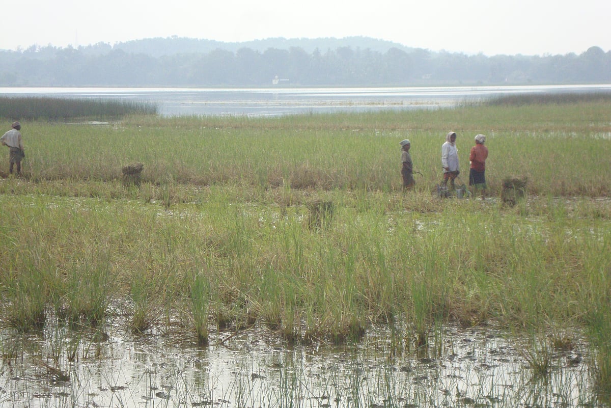Growing in the saltlands: Kagga in Karnataka