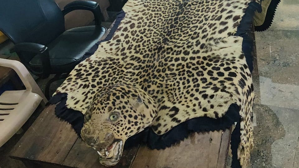 Forest officials seize pelt of leopard, deer from house of Shakhadri