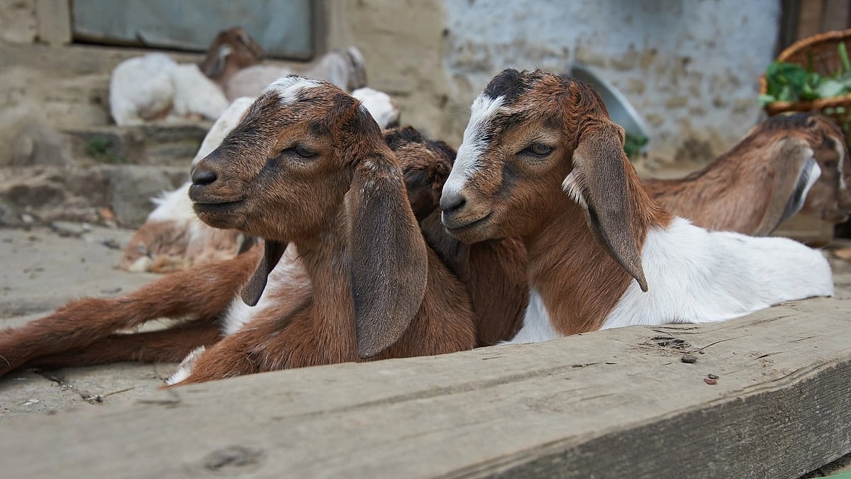 Over 15,000 goats sacrificed by Nepalese and Indian devotees at Nepal's ...
