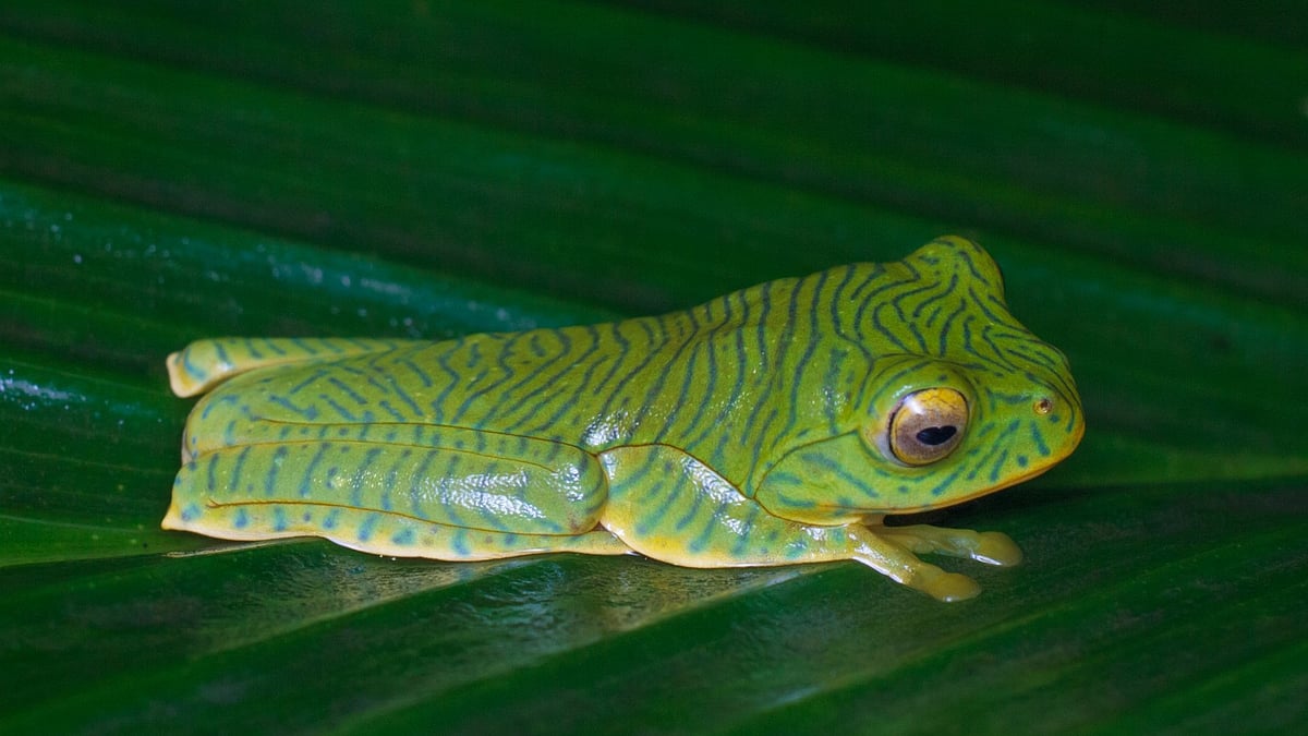 Elusive dancing frogs of Western Ghats a threatened species: Report
