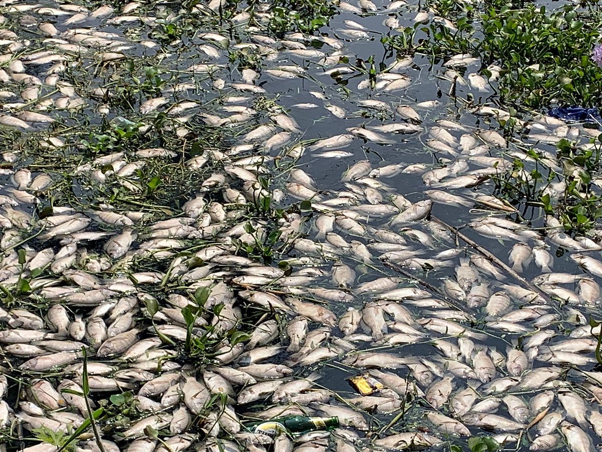 Fish kill in Varthur Lake raises concerns