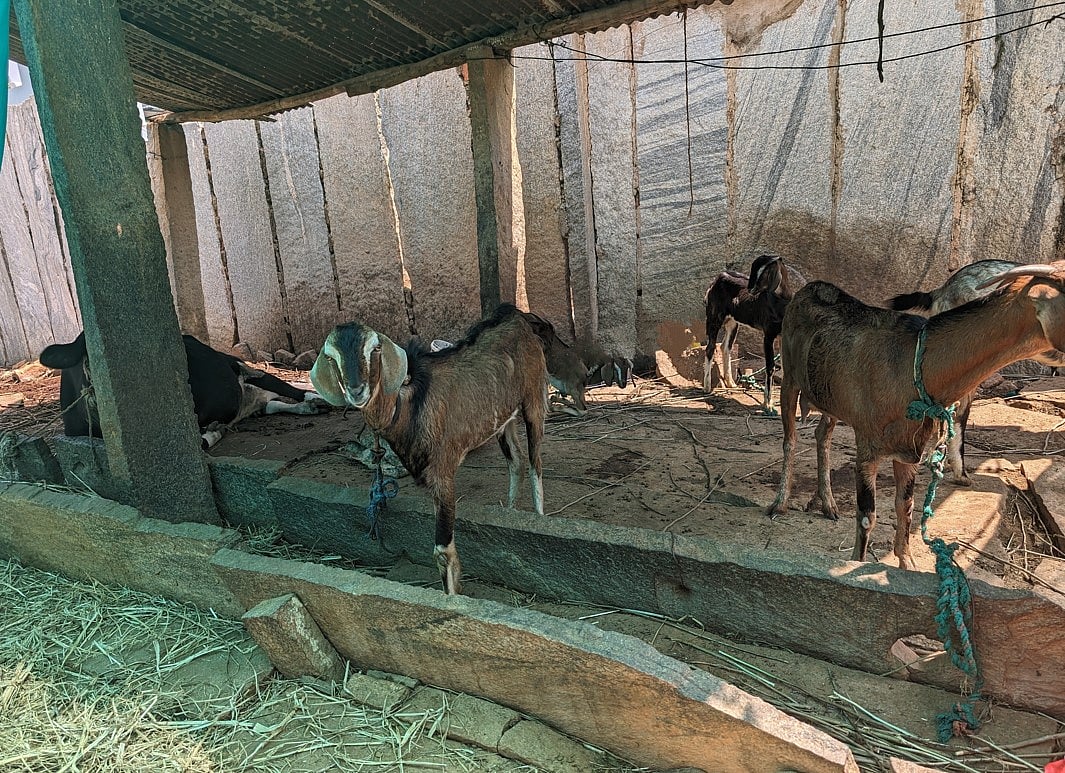 Google Pixel 8 review: Phone with extraordinary AI photography capabilities