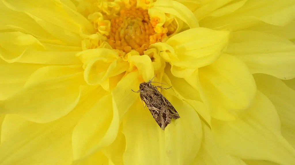 Male-killing virus is discovered in insects