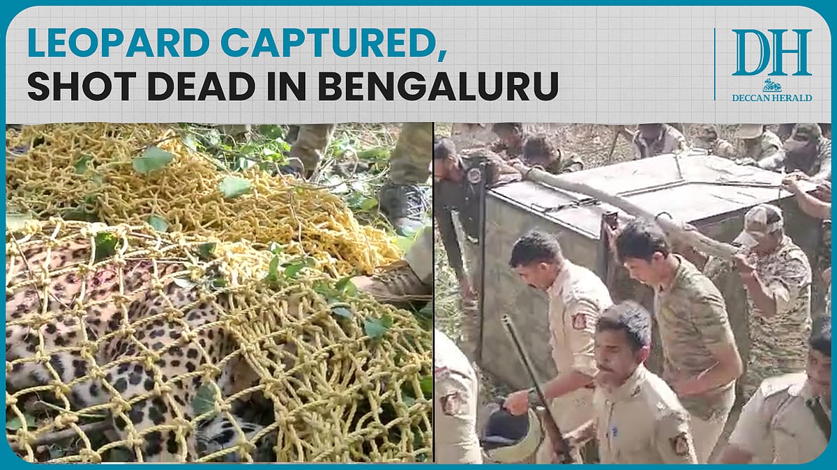 After 5-day search, leopard shot dead by forest officials in Bengaluru