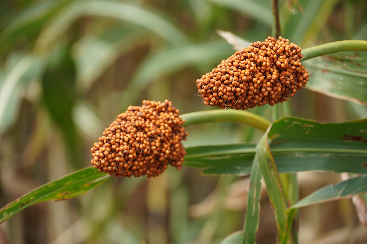 A tale of thriving in drought: The jowar diversity block
