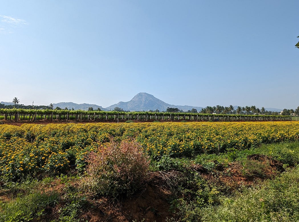 Google Pixel 8 review: Phone with extraordinary AI photography capabilities