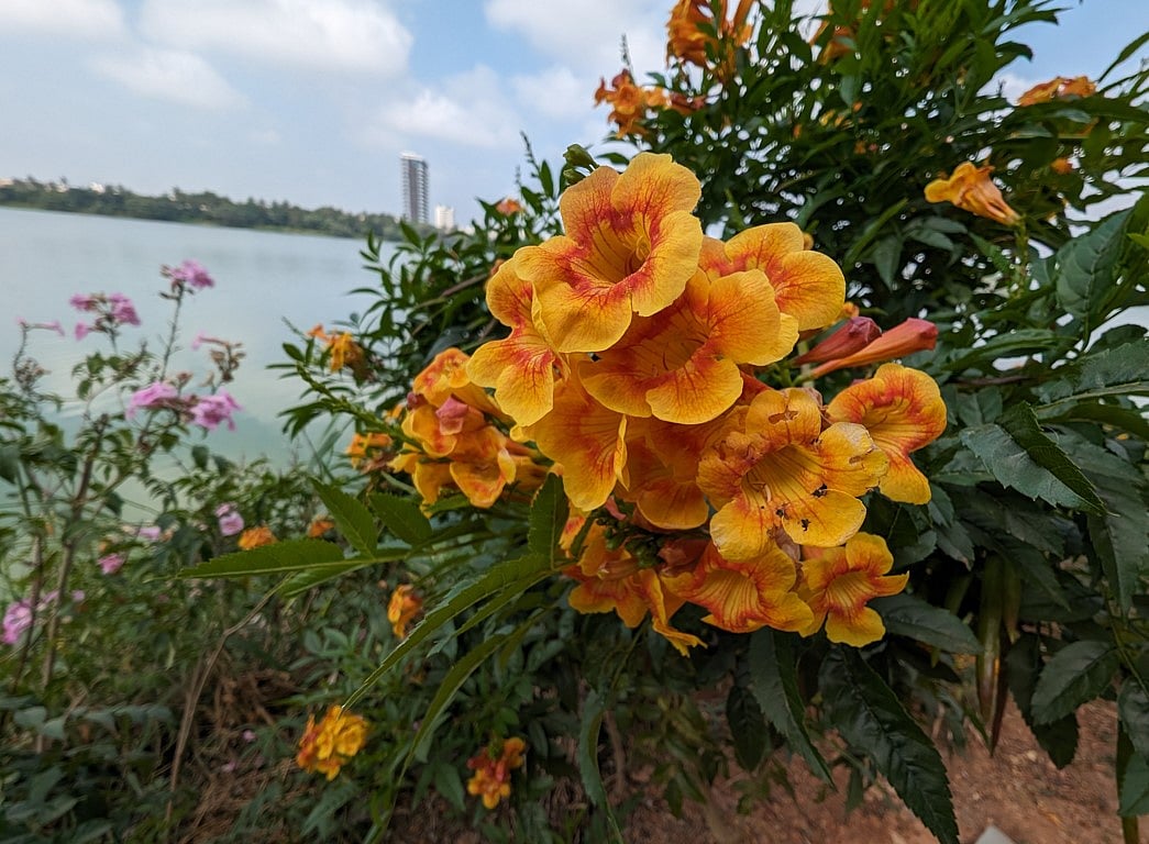 Google Pixel 8 review: Phone with extraordinary AI photography capabilities