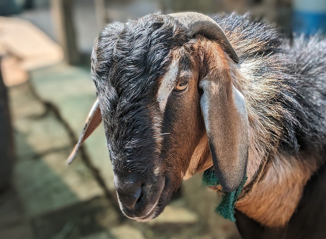 Google Pixel 8 review: Phone with extraordinary AI photography capabilities