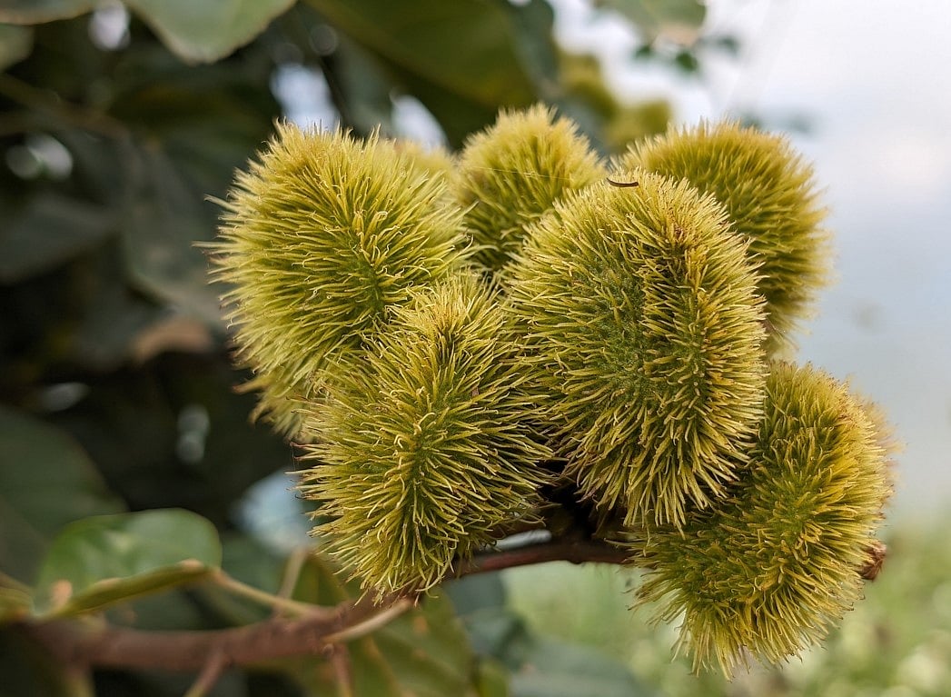 Google Pixel 8 review: Phone with extraordinary AI photography capabilities