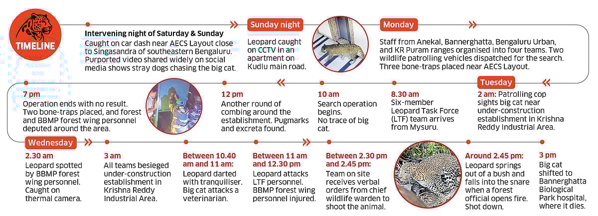 Shot the leopard as a last resort, say forest officials