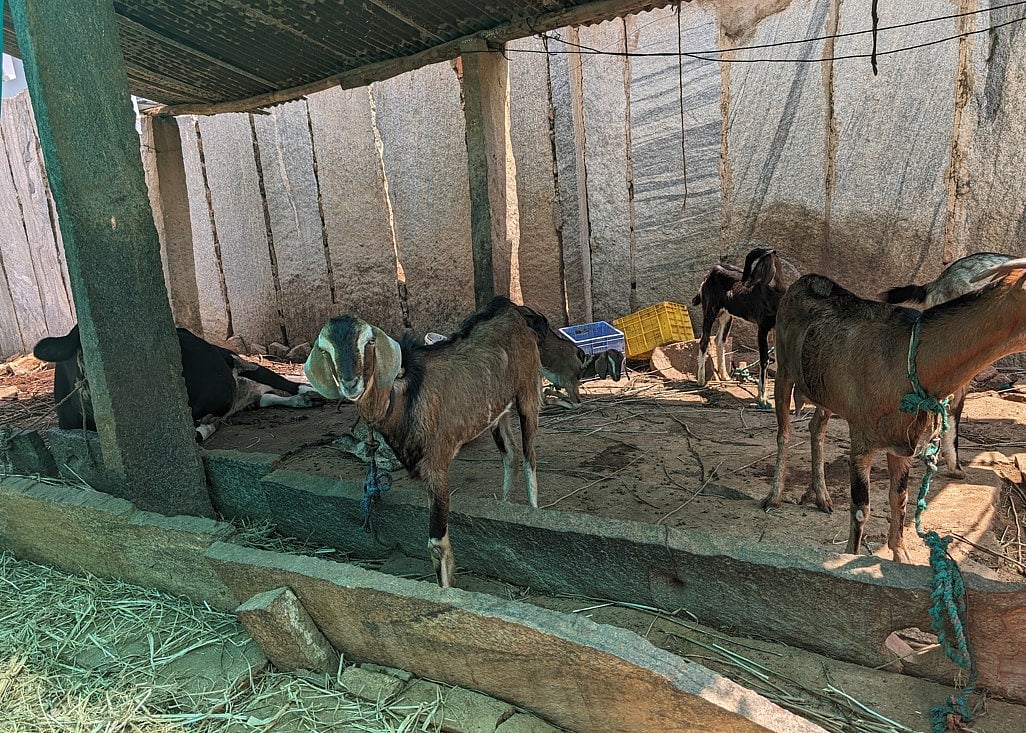 Google Pixel 8 review: Phone with extraordinary AI photography capabilities