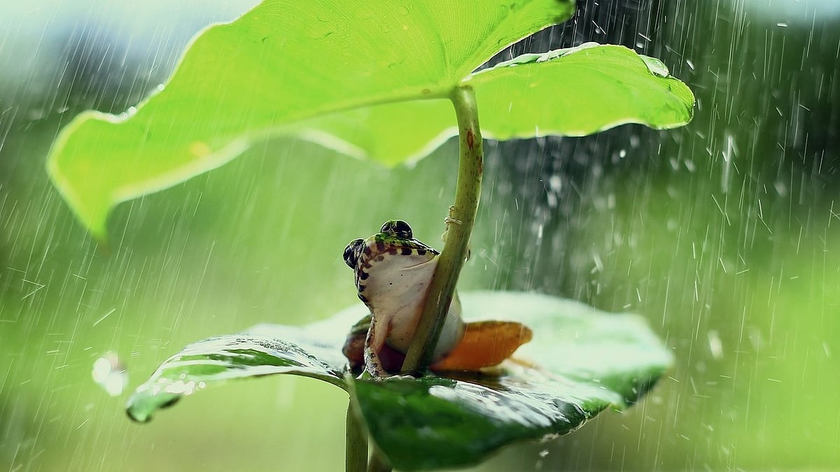 Scientists discover new species of 'music frog' in Arunachal Pradesh